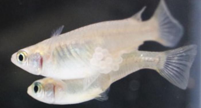 Medaka mating [IMAGE] | EurekAlert! Science News Releases