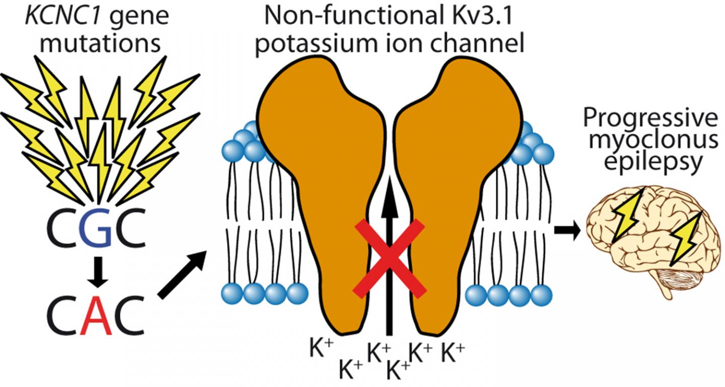 KCNC1 Gene Mutations [IMAGE] | EurekAlert! Science News Releases