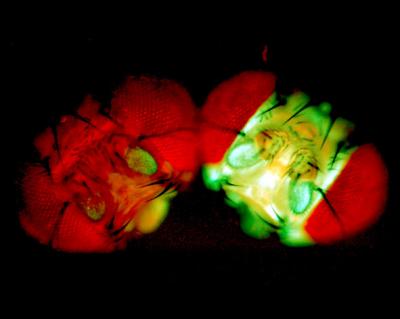 Glowing Fly [IMAGE] | EurekAlert! Science News Releases