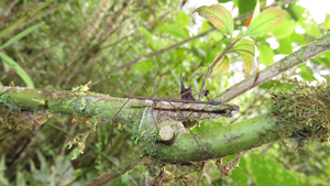 Tropical insects are extremely sensitive to c | EurekAlert!