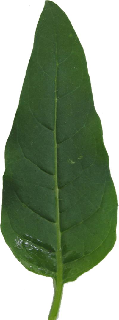 Tobacco Leaf [IMAGE] | EurekAlert! Science News Releases