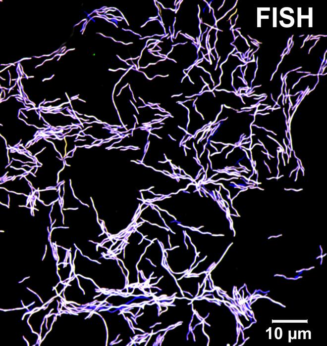 FISH: Fluorescence microscopy [IMAGE] | EurekAlert! Science News Releases