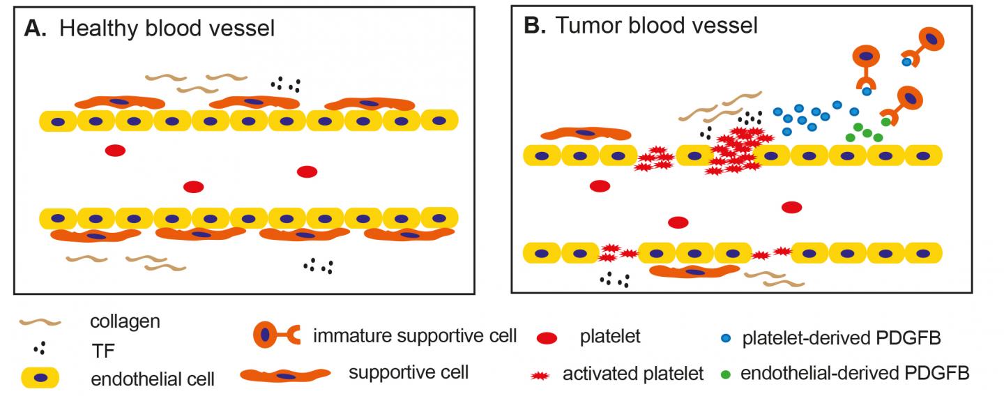 Platelets and blood vessels [IMAGE] | EurekAlert! Science News Releases