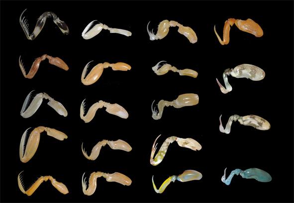 Mantis Shrimp Claws [IMAGE] | EurekAlert! Science News Releases