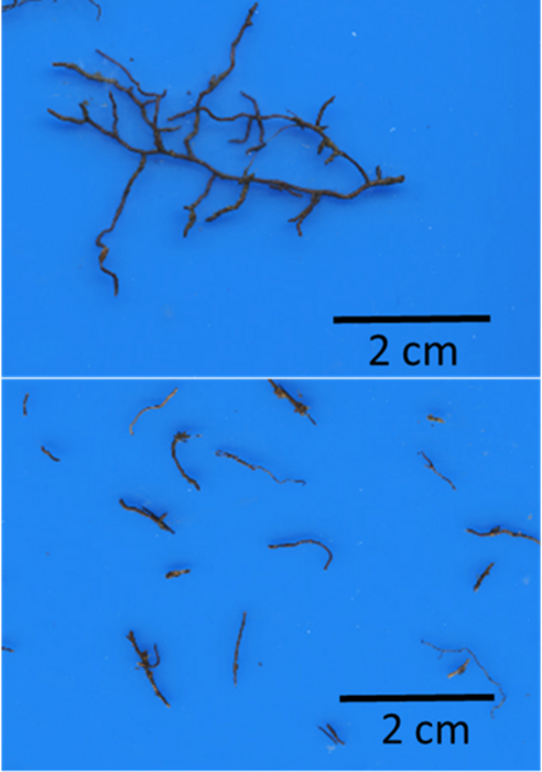 Study sheds light on life cycle of tree roots | EurekAlert!