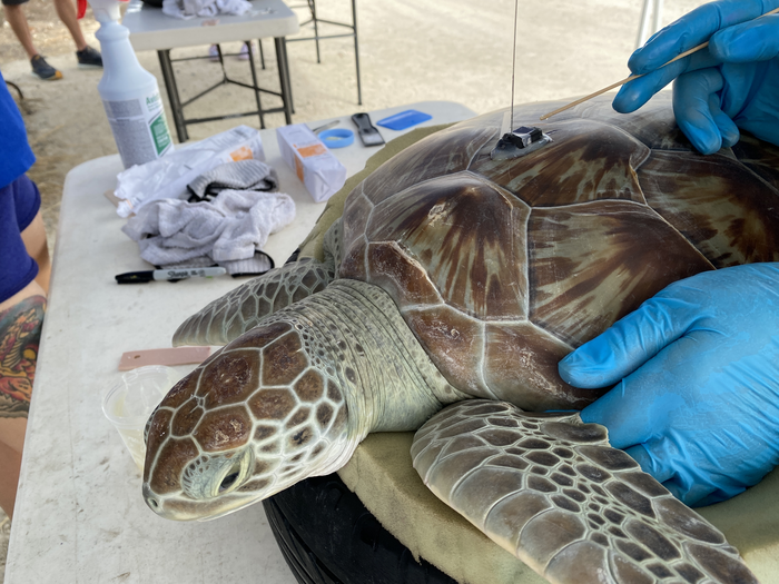 Tiny tracker [IMAGE] | EurekAlert! Science News Releases