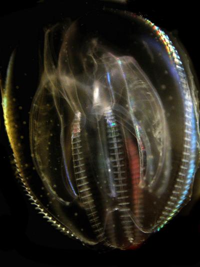 Warty Comb Jelly [IMAGE] | EurekAlert! Science News Releases