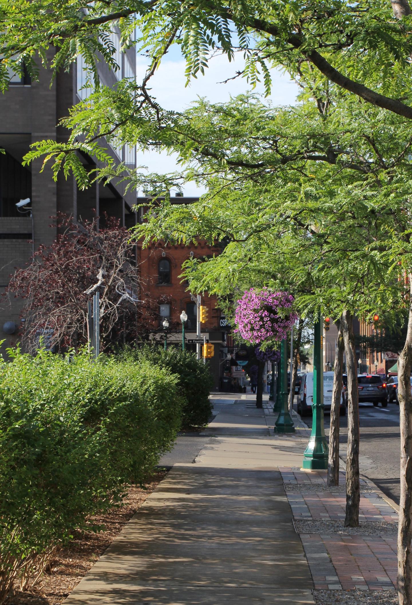 Urban Trees [IMAGE] | EurekAlert! Science News Releases