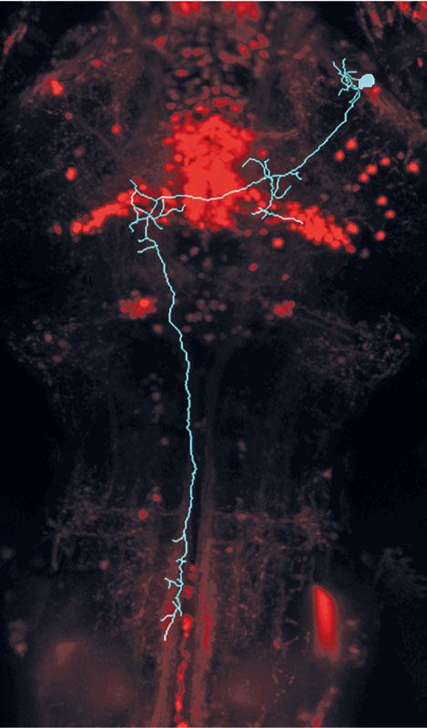 Zebrafish Neurons [IMAGE] | EurekAlert! Science News Releases