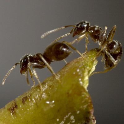 Attack of the invasive garden ants | EurekAlert!