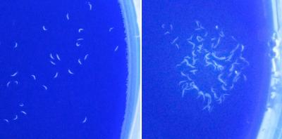 Two Blue Worms [IMAGE] | EurekAlert! Science News Releases