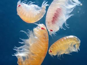 The role of jellyfish as a food source in the | EurekAlert!