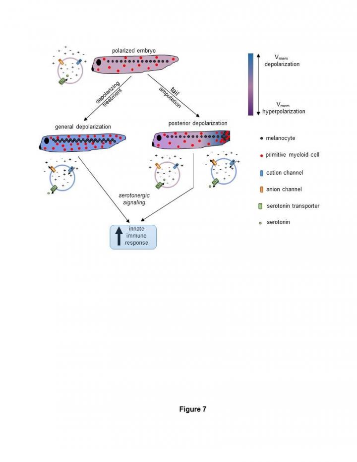 Bioelectricity Boosts Immunity [IMAGE] | EurekAlert! Science News Releases