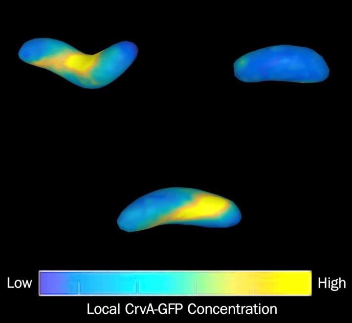 Cholerae GIF [IMAGE] | EurekAlert! Science News Releases