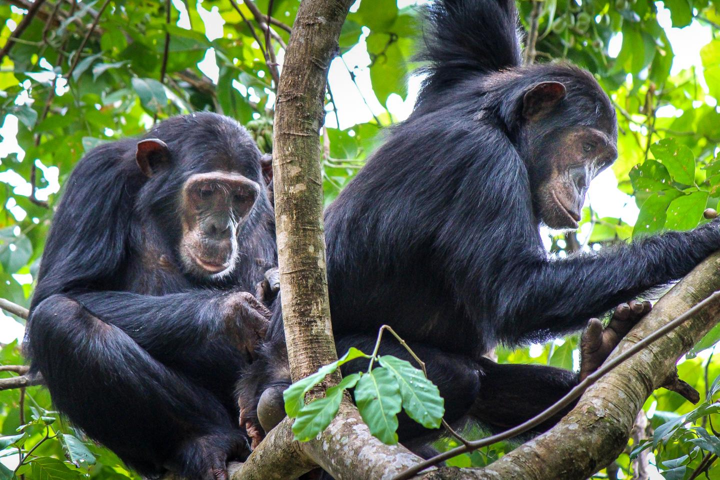 Female Bonding, Chimpanzee-Sty [IMAGE] | EurekAlert! Science News Releases