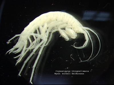 Icelandic Ice Age Amphipod [IMAGE] | EurekAlert! Science News Releases