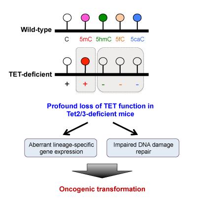 TET proteins help maintain genome integrity | EurekAlert!