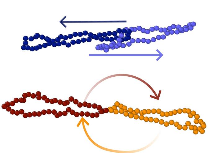 Schematic of poly[2]catenane s [IMAGE] | EurekAlert! Science News Releases