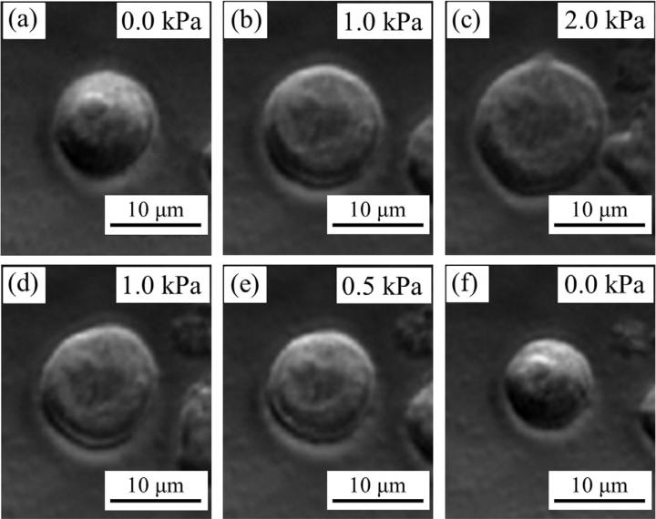 Images of Cell Compression by [IMAGE] | EurekAlert! Science News Releases