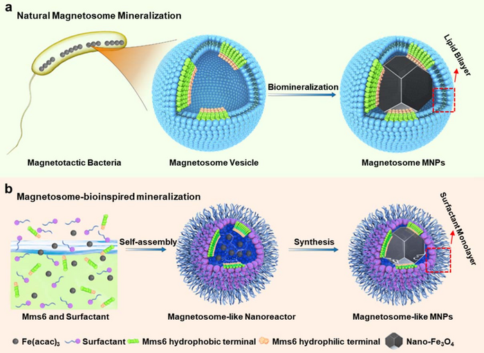 From Magnetic Navigation to Ma [IMAGE] | EurekAlert! Science News Releases