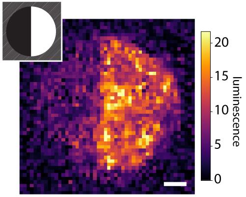 Hydrogel patterning and Notch [IMAGE] | EurekAlert! Science News Releases