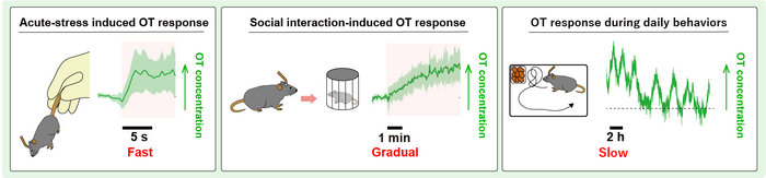 Fig. 2 Measurement of brain OT [IMAGE] | EurekAlert! Science News Releases