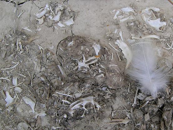 Skeletal Record [IMAGE] | EurekAlert! Science News Releases