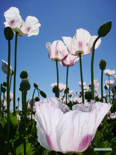 Opium Poppy Provides Recipe fo [IMAGE] | EurekAlert! Science News Releases