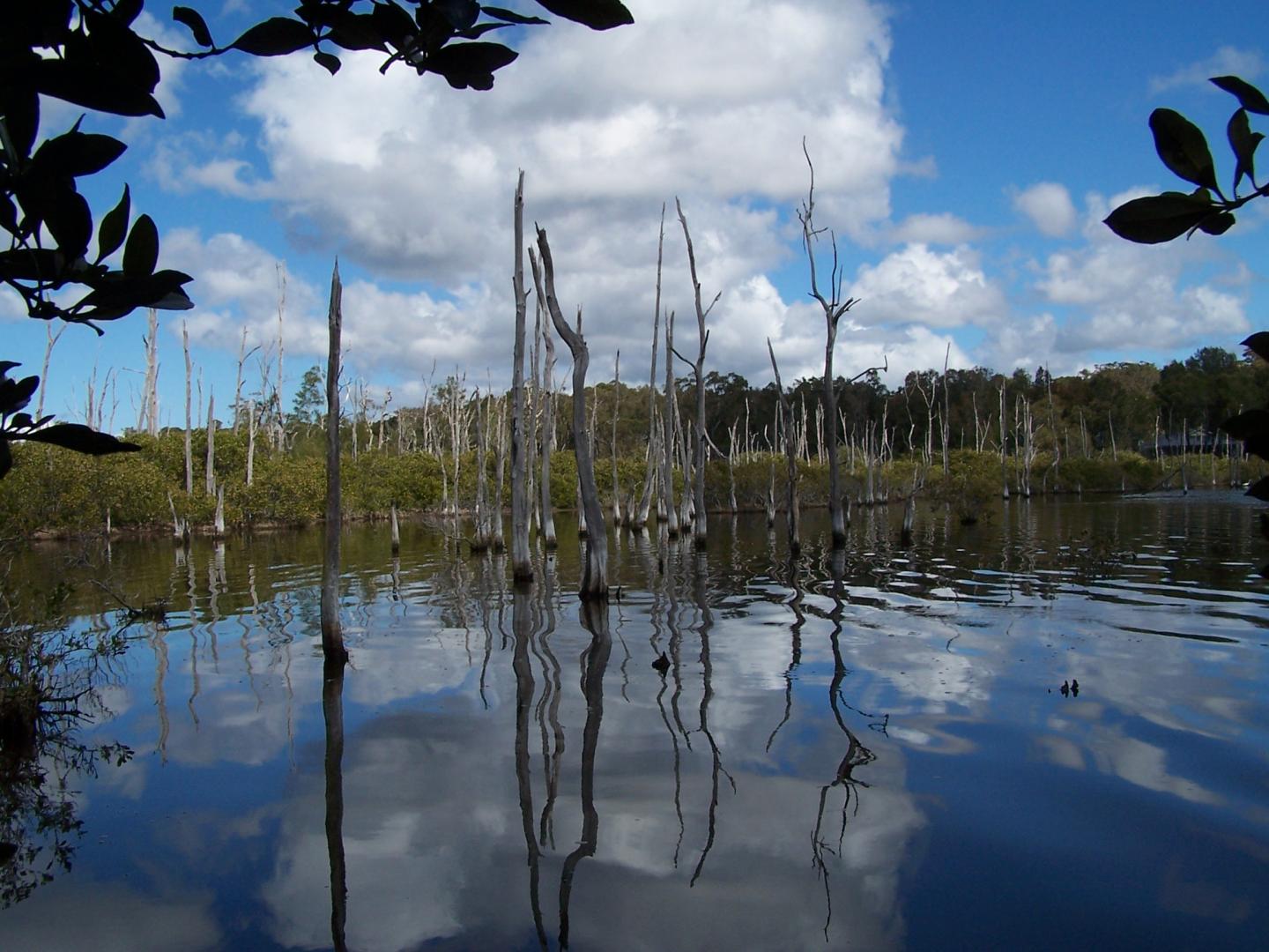 Revealed from Ancient Sediment: Mangrove Tole | EurekAlert!