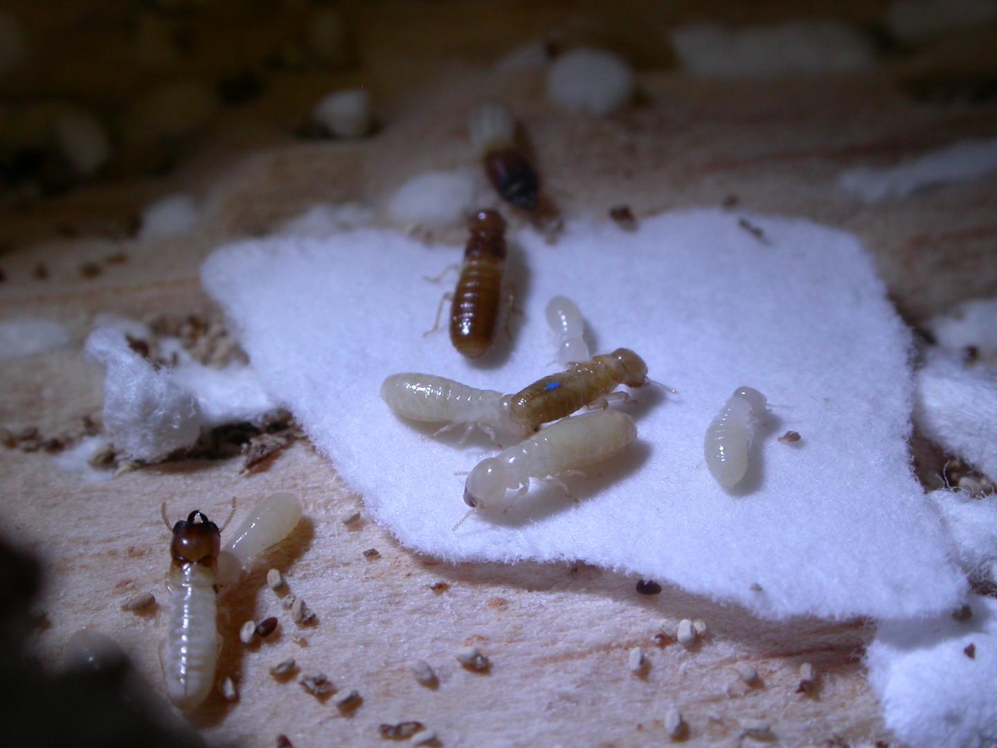 The social evolution of termites | EurekAlert!
