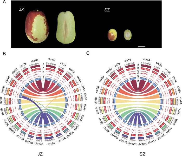 From wild to sweet: Decoding the jujube's gen | EurekAlert!