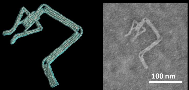 A robot arm DNA nanodevice [IMAGE] | EurekAlert! Science News Releases