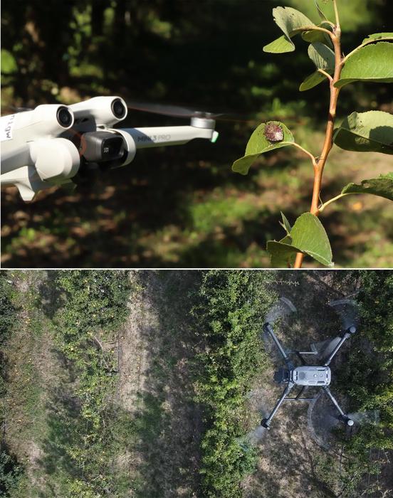 Drone observation of H. halys [IMAGE] | EurekAlert! Science News Releases