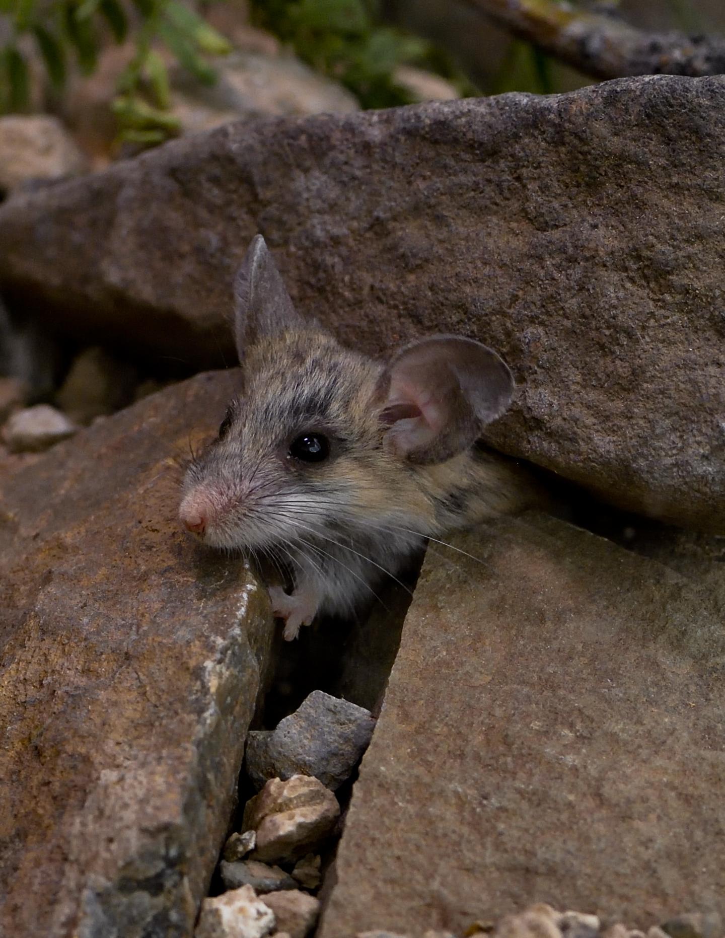 Cactus Mouse in the Mojave Des [IMAGE] | EurekAlert! Science News Releases
