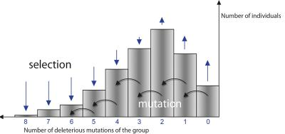 Diagram Selection: Mutations [IMAGE] | EurekAlert! Science News Releases