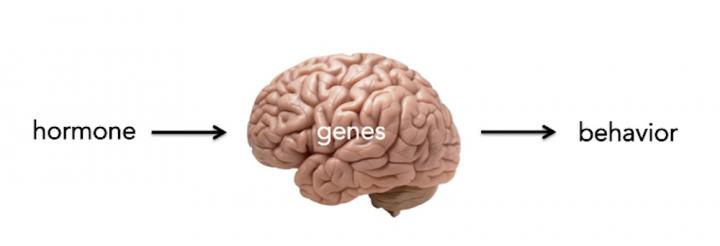 From Hormones to Behavior [IMAGE] | EurekAlert! Science News Releases