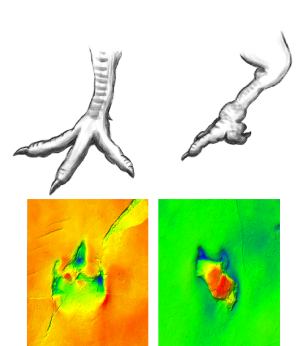 Injured dinosaur left behind unusual footprin | EurekAlert!