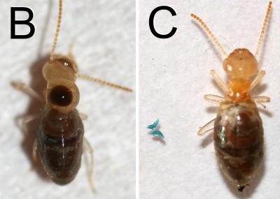 Aging Termites on Suicide Missions (7 of 8) | EurekAlert!