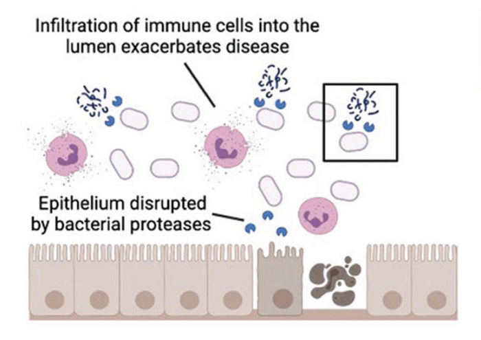 Bacterial proteases graphic [IMAGE] | EurekAlert! Science News Releases
