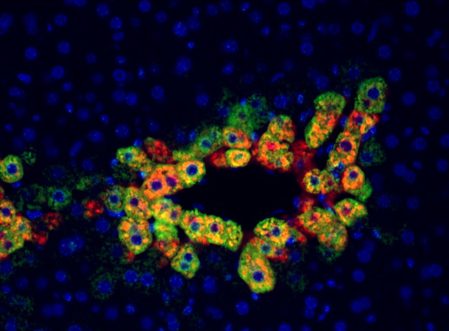 Mouse Liver Tissue [IMAGE] | EurekAlert! Science News Releases