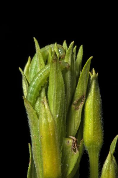 Insects Drive Rapid Evolution of Plant Hosts | EurekAlert!