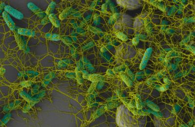 E. coli Colonizing a Te [IMAGE] | EurekAlert! Science News Releases