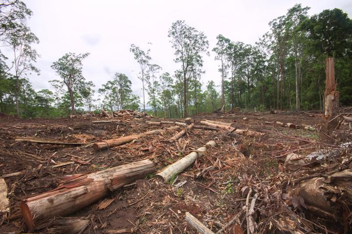 NSW Logging [IMAGE] | EurekAlert! Science News Releases