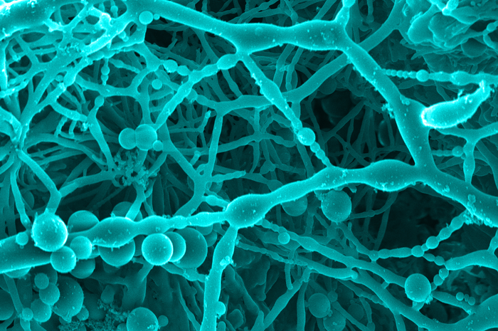 Microscopy image [IMAGE] | EurekAlert! Science News Releases