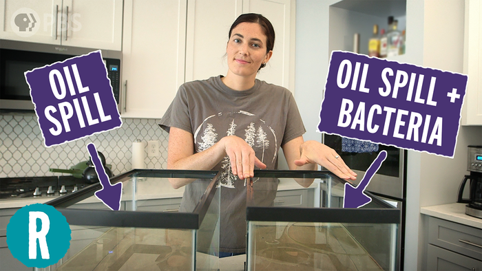 Is bacteria the future of oil spill and radio | EurekAlert!