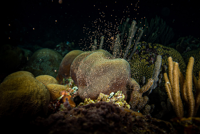 Coral spawning [IMAGE] | EurekAlert! Science News Releases