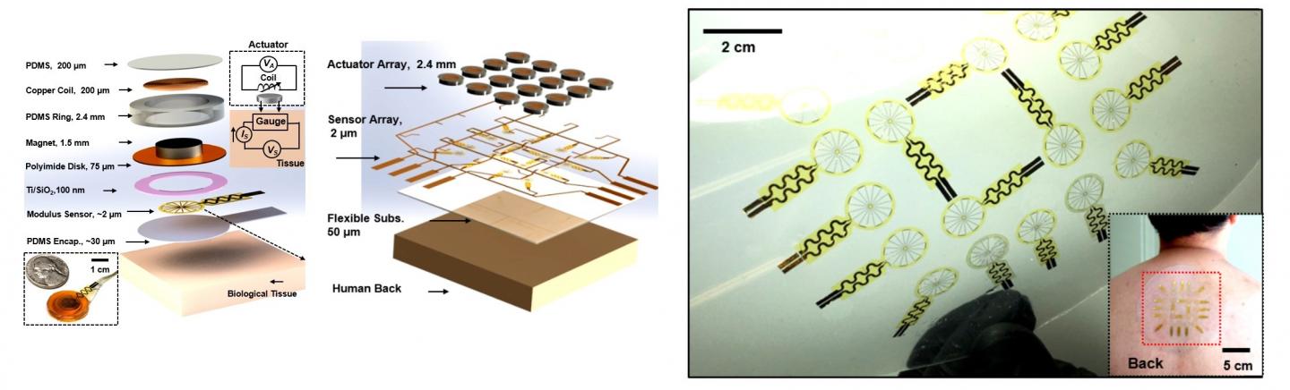 Spatial mapping of tissue stif [IMAGE] | EurekAlert! Science News Releases