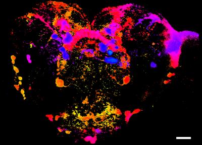 Drosophila Brain [IMAGE] | EurekAlert! Science News Releases