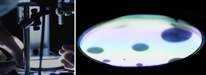Flies in a VR world reveal how vision affects | EurekAlert!