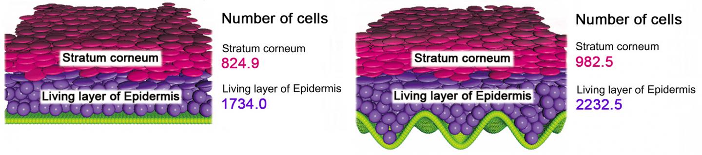 3D human epidermal equivalent created using m | EurekAlert!